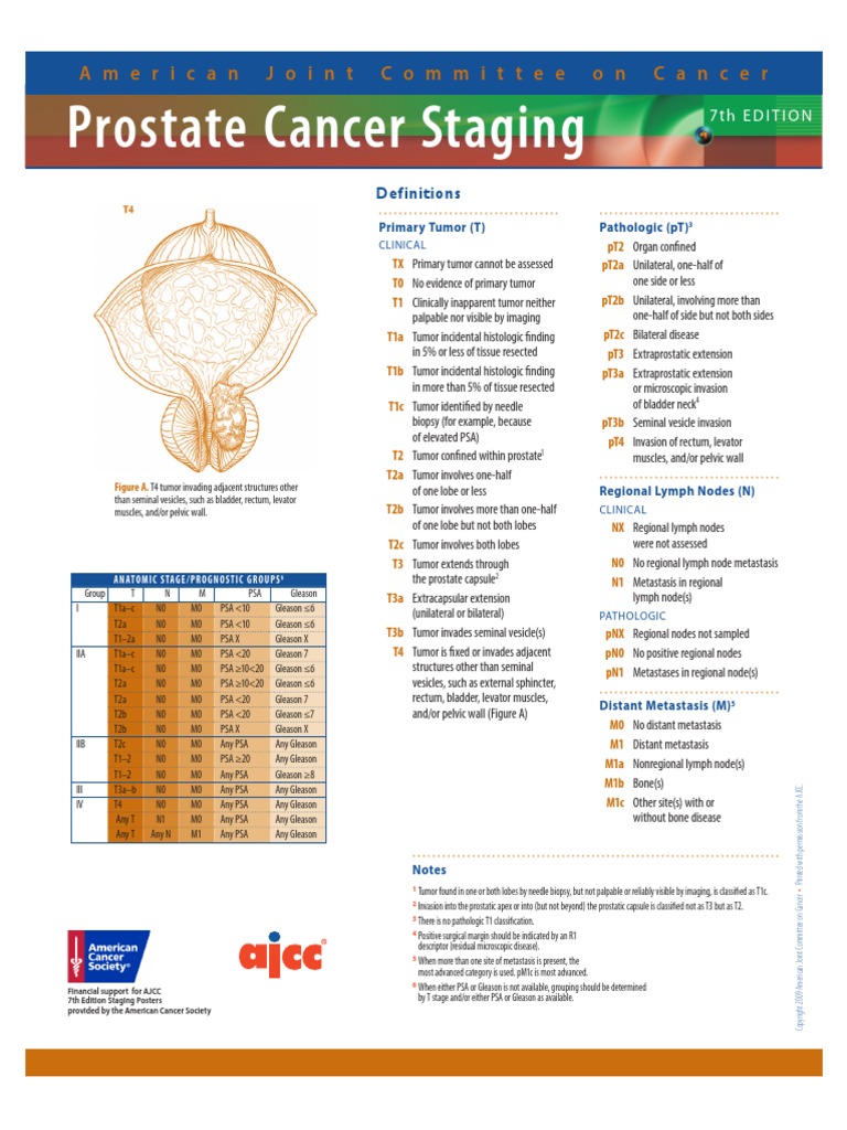 Prostate Small | PDF | Prostate Cancer | Metastasis