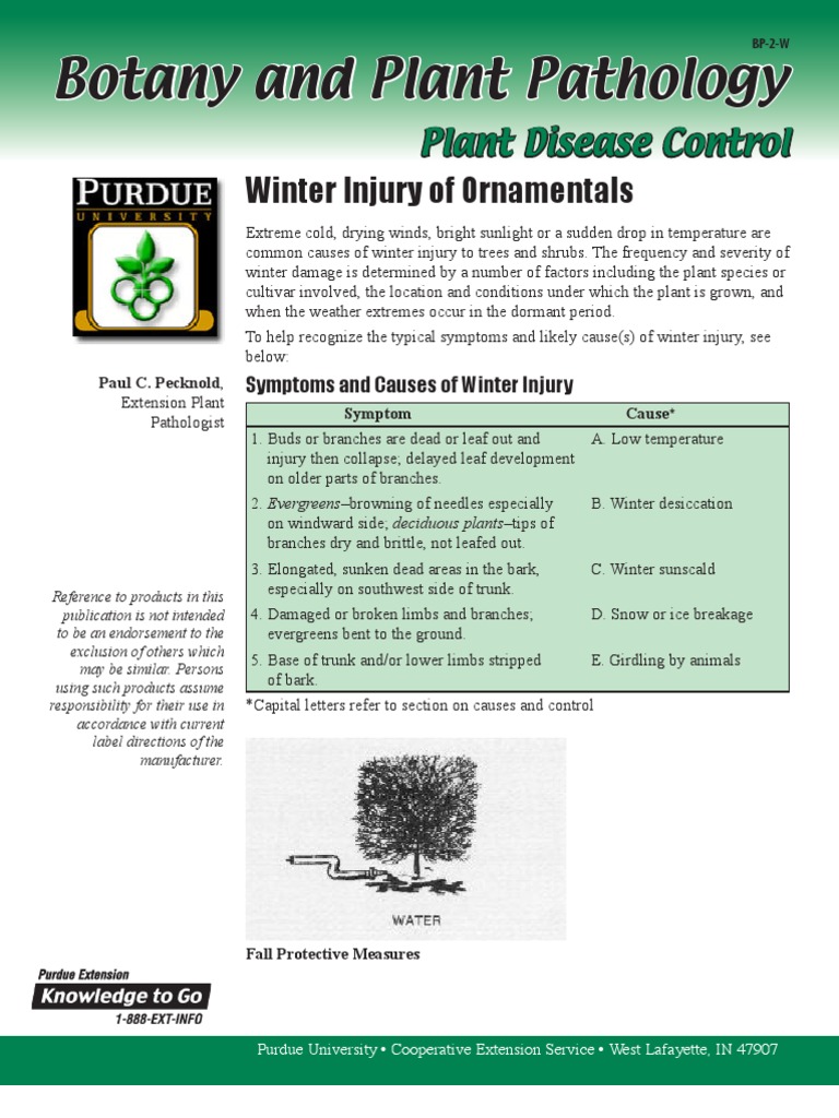 Winter Injury Prevention for Plants | PDF | Trees | Mulch