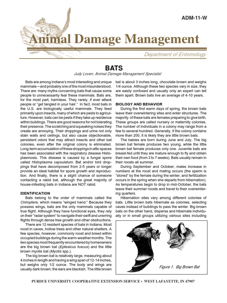 Animal Damage Management | PDF | Bat | Organisms