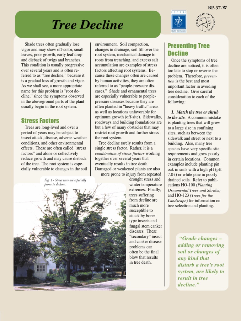 Tree Decline | PDF | Trees | Root