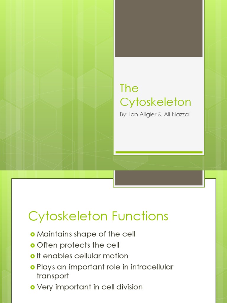 Understanding the Cytoskeleton Functions | PDF