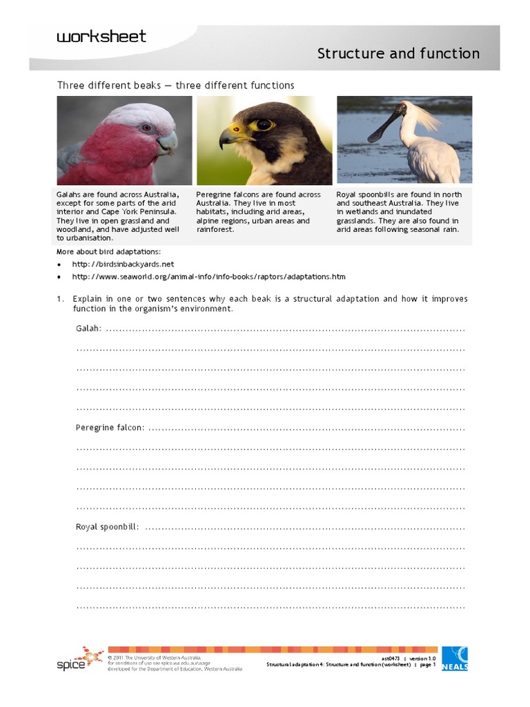 Bird and Plant Adaptations Worksheet | PDF | Trees | Plants