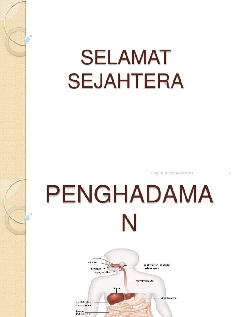 Sistem Penghadaman: Struktur dan Fungsi | PDF
