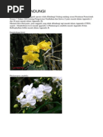 Anggrek Mekar Pontianak | PDF