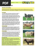 Jamaica Hope: Tropical Dairy Cattle Genetics | PDF