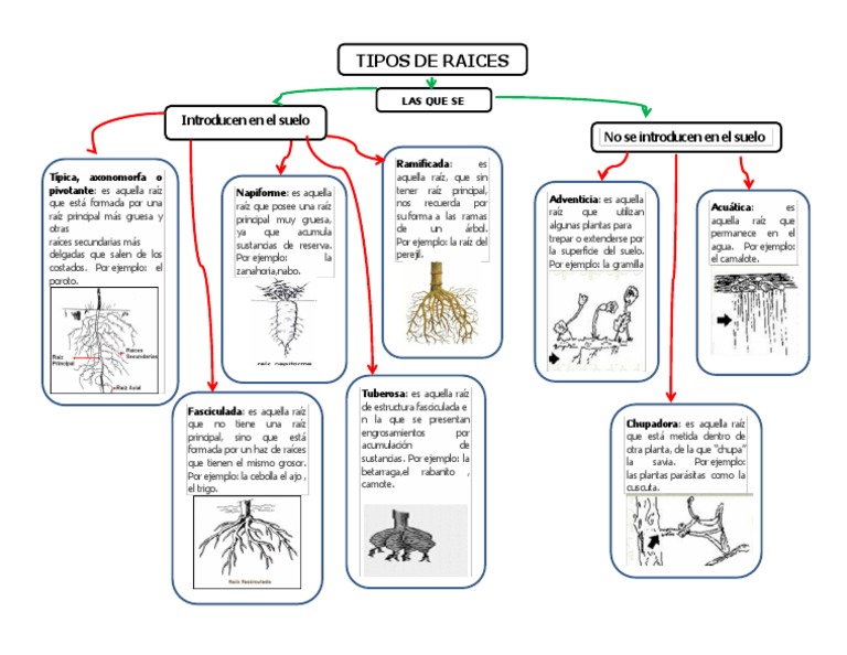 Mapa Mental de Los Tipos de Raices