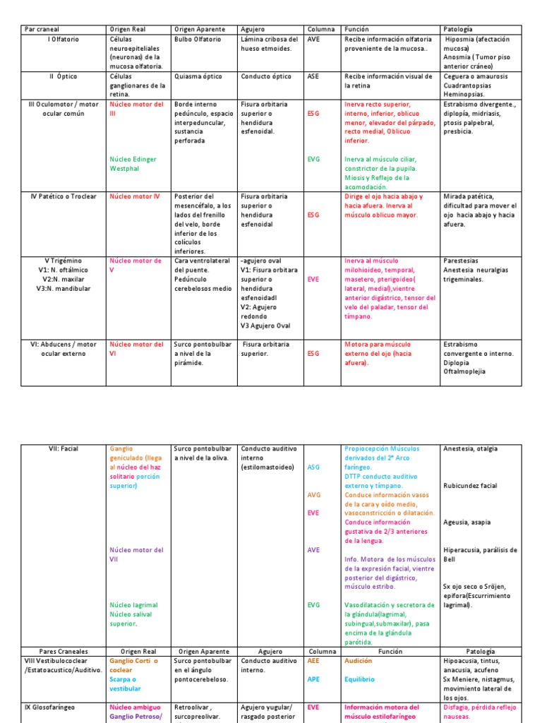 PAres Craneales | Descargar gratis PDF | Rasgos faciales | Anatomía