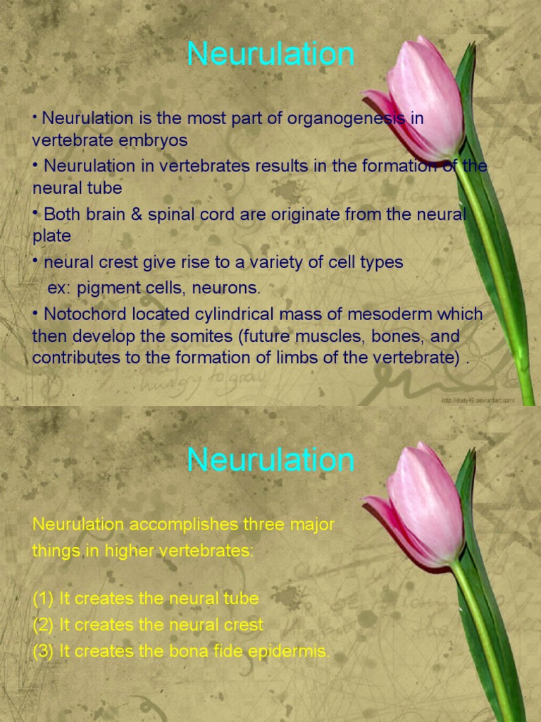 Neurulation | PDF | Nervous System | Developmental Biology