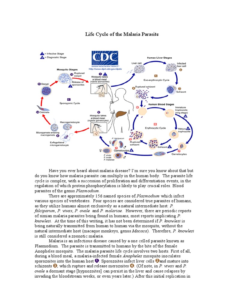 Malaria Parasite Life Cycle Explained | PDF | Plasmodium | Malaria
