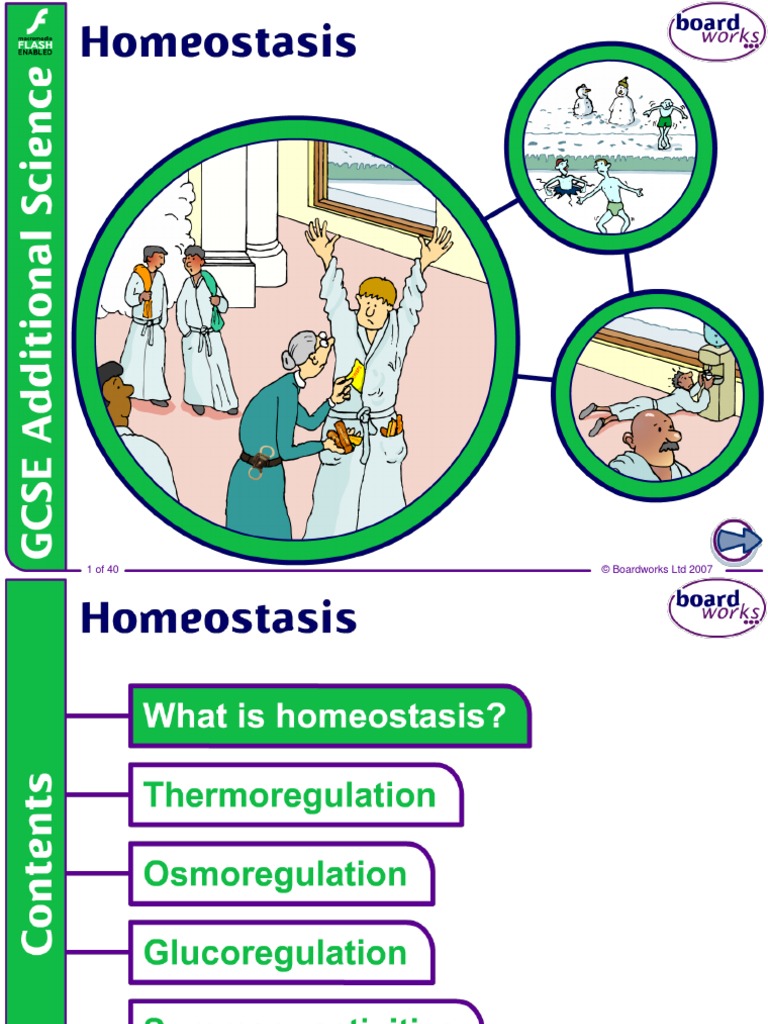 6. Homeostasis v1.0 | Blood Sugar | Homeostasis