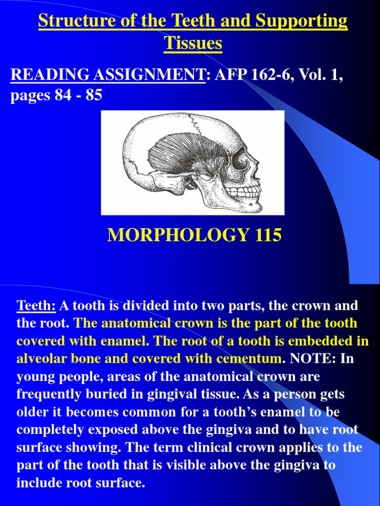 Structure of The Teeth and Supporting Tissues: Reading Assignment: Afp ...
