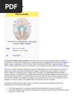 Anatomía del Ganglio Geniculado | PDF | Anatomia animal | Cabeza y ...