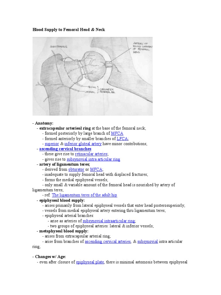 Blood Supply to Femoral Head | Hip | Lower Limb Anatomy