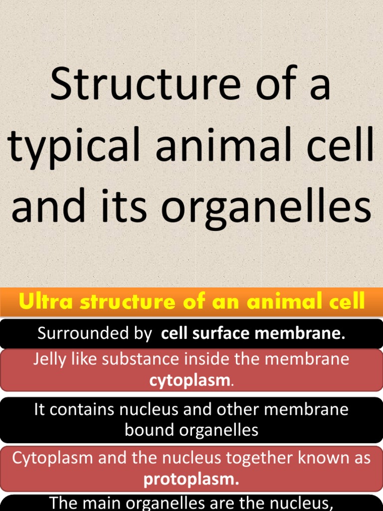 Ultrastructure of Animal Cell Organelles | PDF | Science & Mathematics