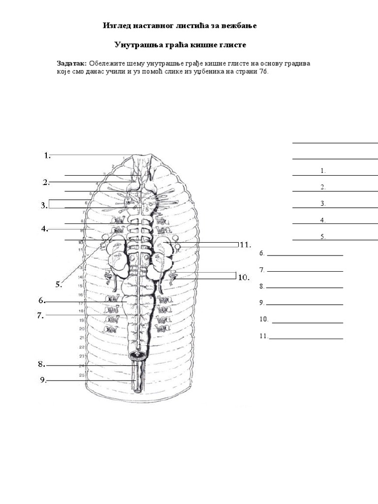 Kišna Glista-Unutrašnja Građa | PDF
