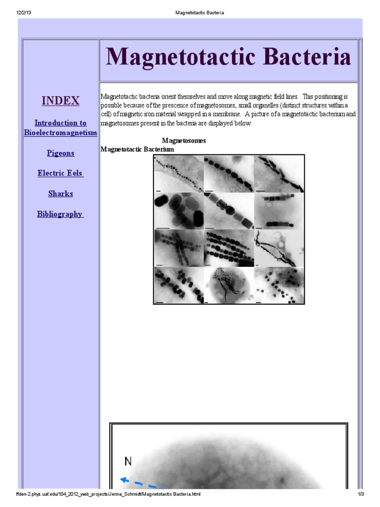 Magnetotactic Bacteria | PDF | Bacteria | Earth's Magnetic Field
