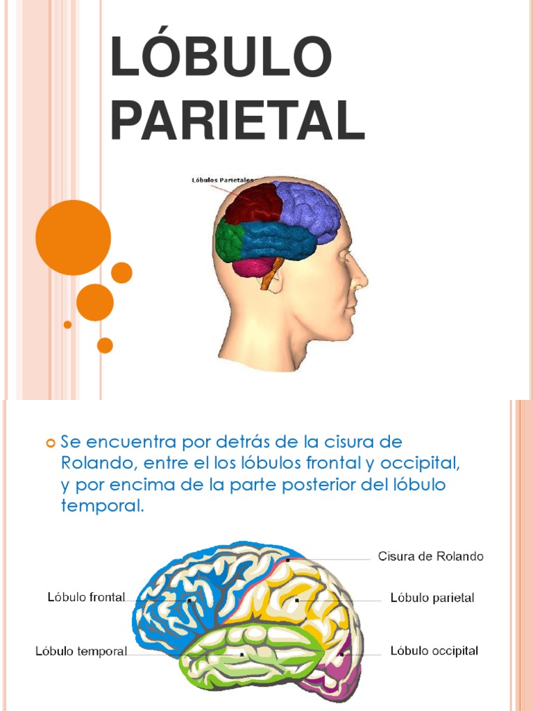 LÓBULO PARIETAL | Lobulo parietal | Lóbulo occipital
