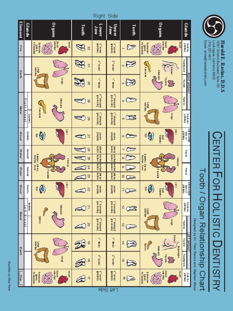 Tooth and Organ Connection Chart | PDF | Pituitary Gland | Endocrine System