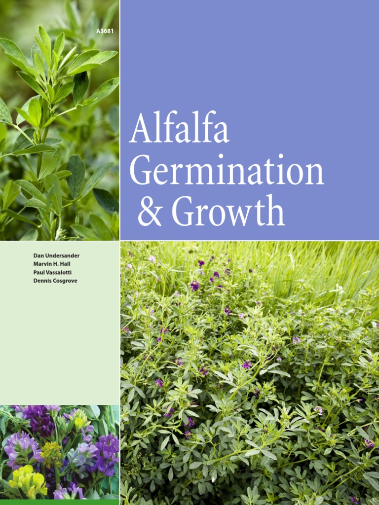 Alfalfa Germination & Growth | PDF | Alfalfa | Seed