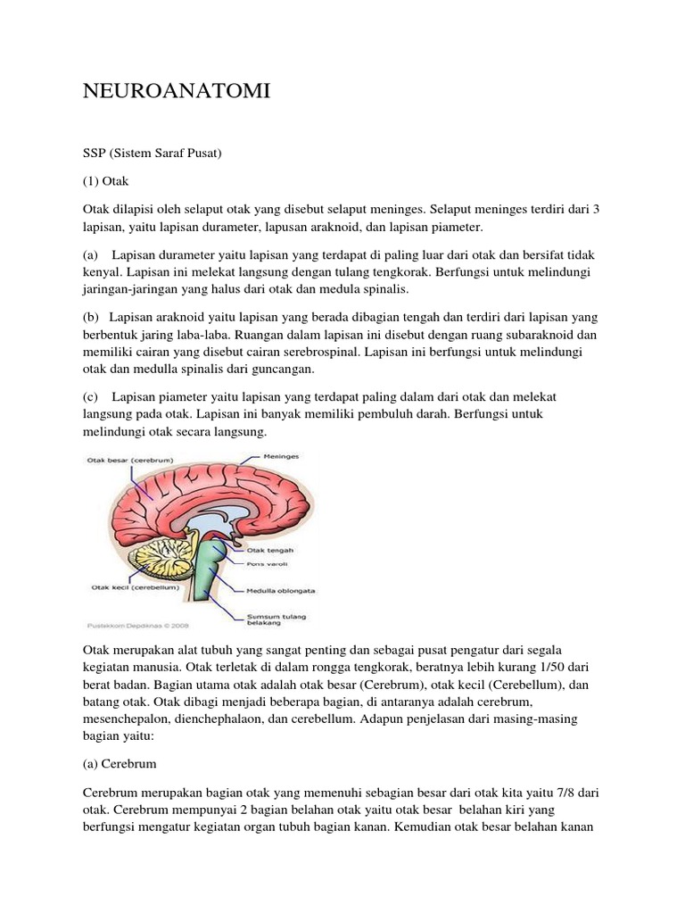 NEUROANATOMI | PDF