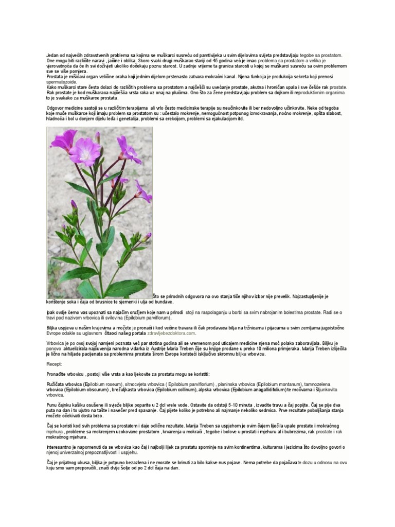 Caj Za Prostatu | PDF