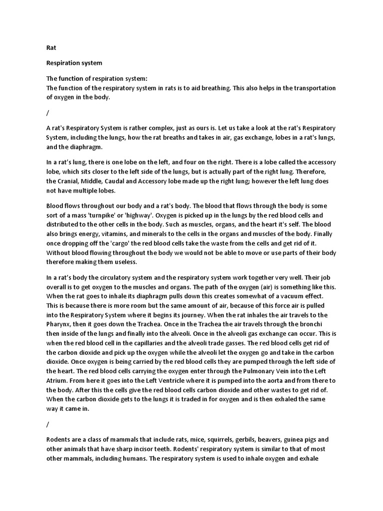 Rat | PDF | Respiratory System | Lung