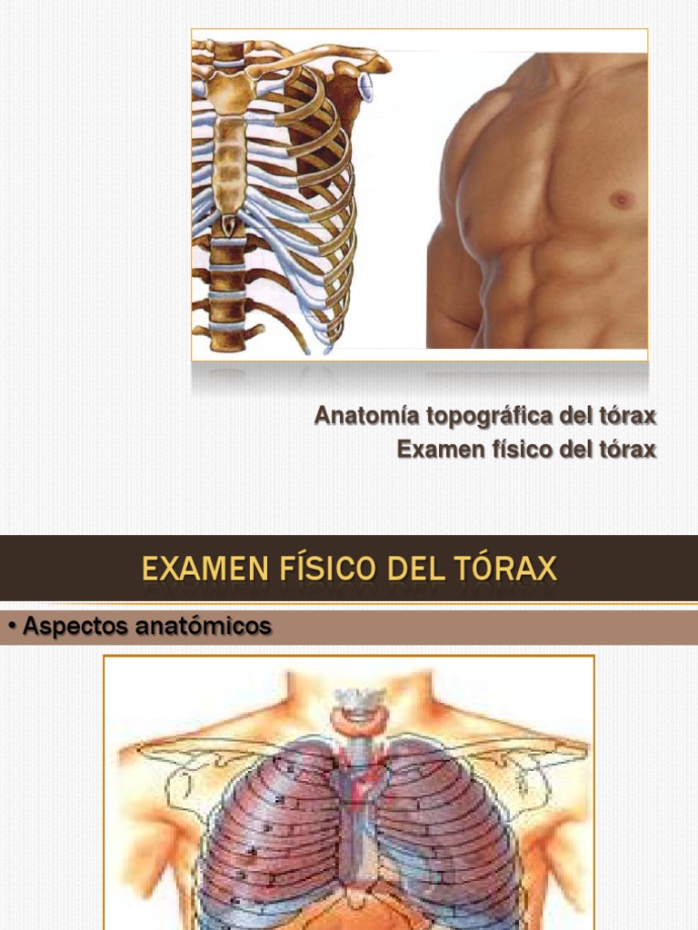 Examen Físico Del Tórax | PDF | Corazón | Tórax (anatomía humana)