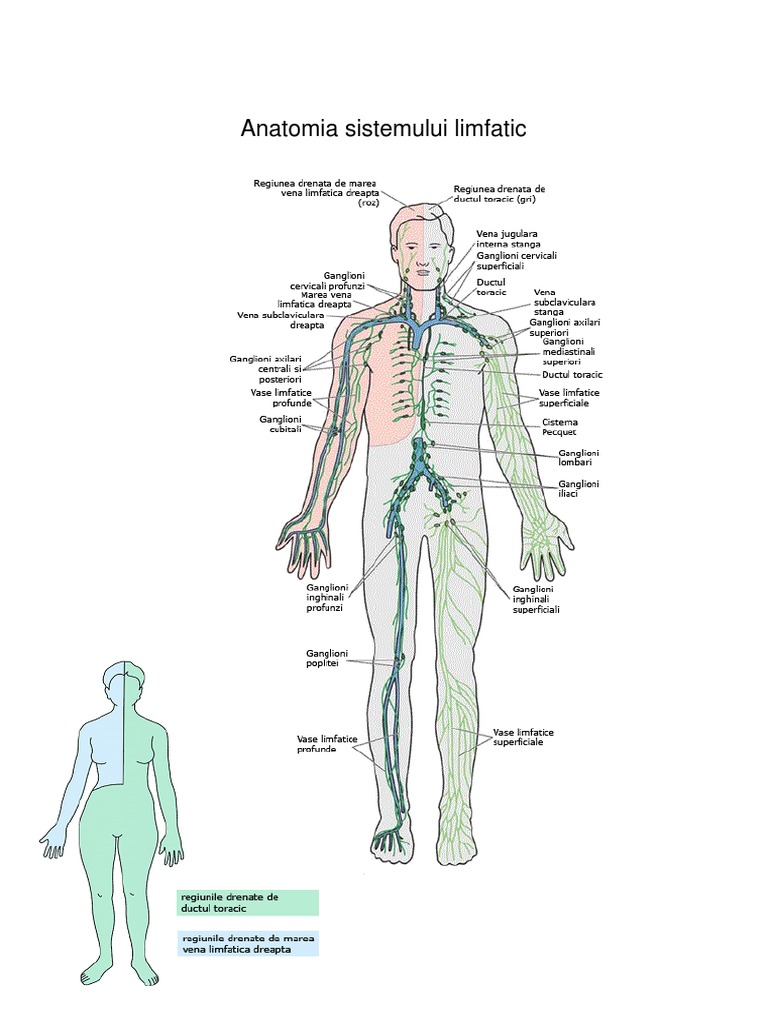 drenaj limfatic protocoale