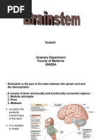 Brain Stem | PDF | Brainstem | Neuroscience