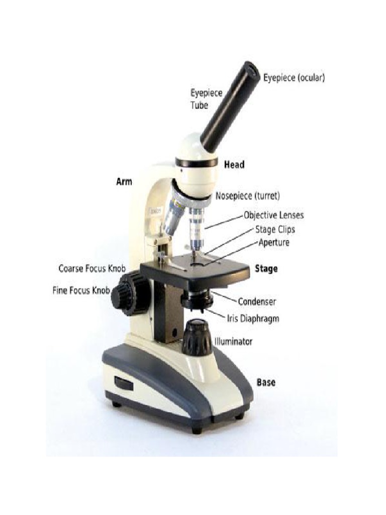 Parts Of A Dissecting Microscope