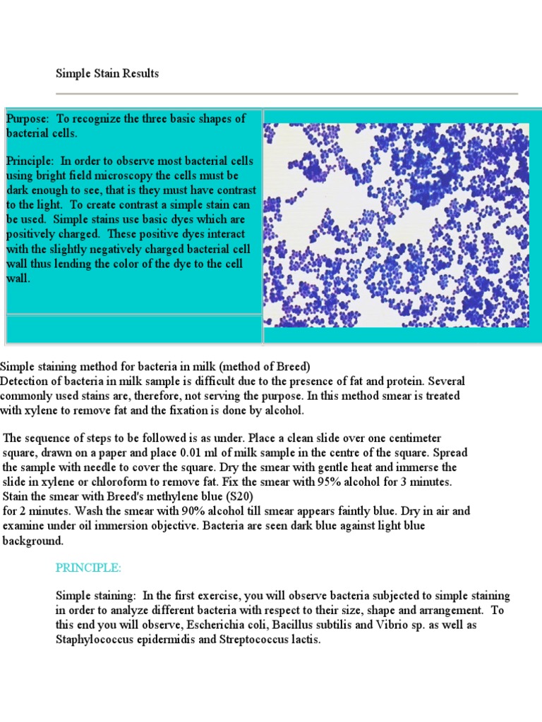 Simple, Differential Staining and Motility | PDF | Staining | Bacteria