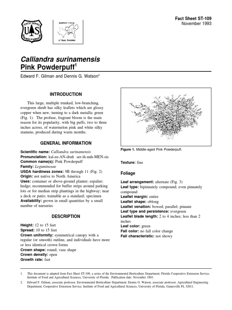 Cal Sura | PDF | Pruning | Trees