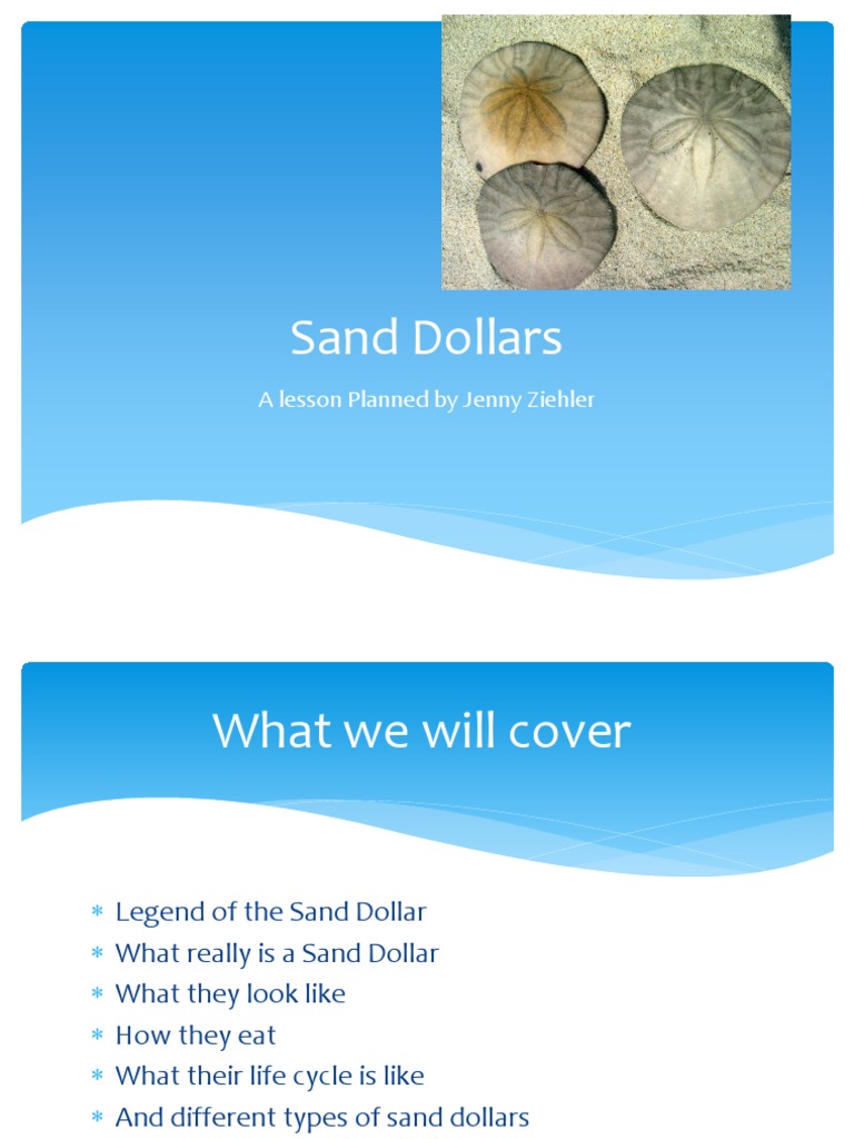 Sand Dollars | PDF