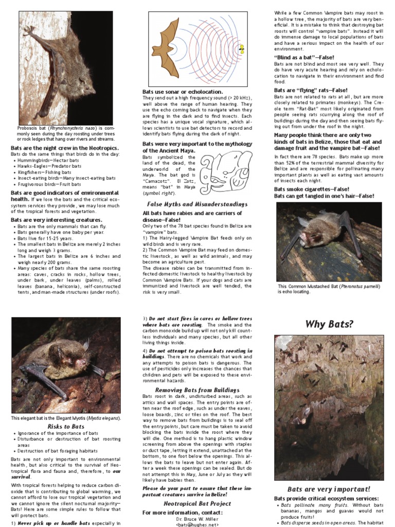 Bat Brochure | PDF | Bat | Organisms