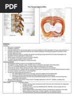 Anatomy of the Trunk Overview | PDF | Abdomen | Thorax