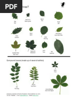 Tree Identification Cards | PDF | Flora | Trees