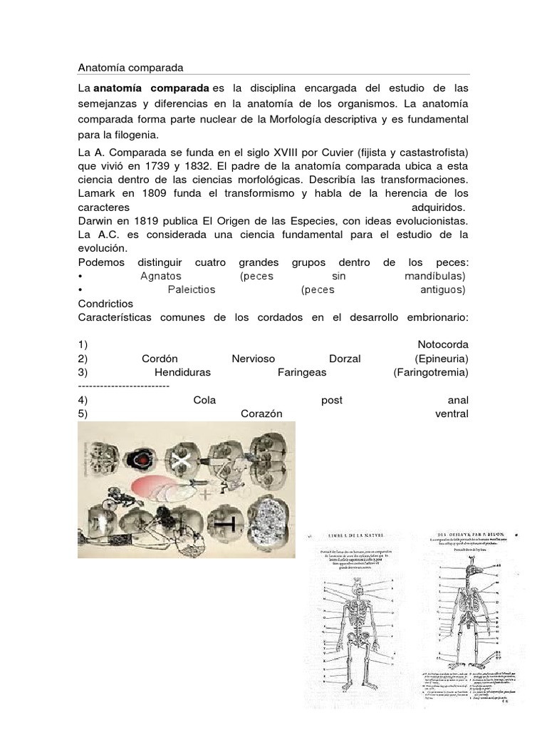 Anatomía Comparada | PDF | Paleontología | Antropología