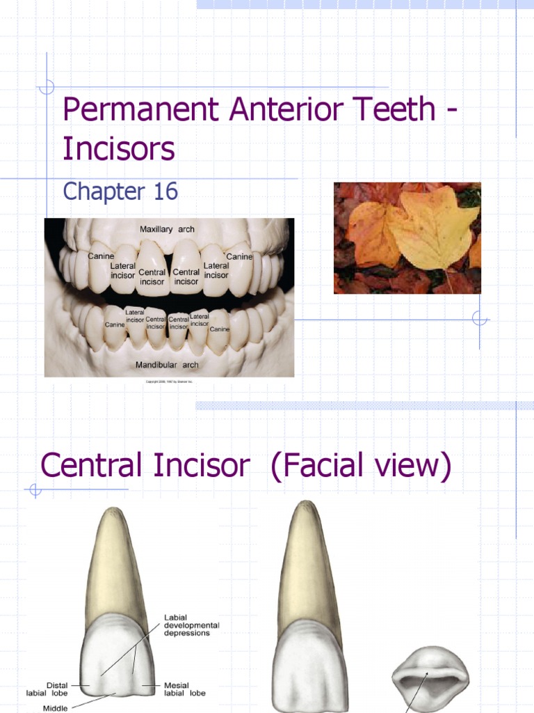 Incisors | PDF | Physiognomy | Human Head And Neck