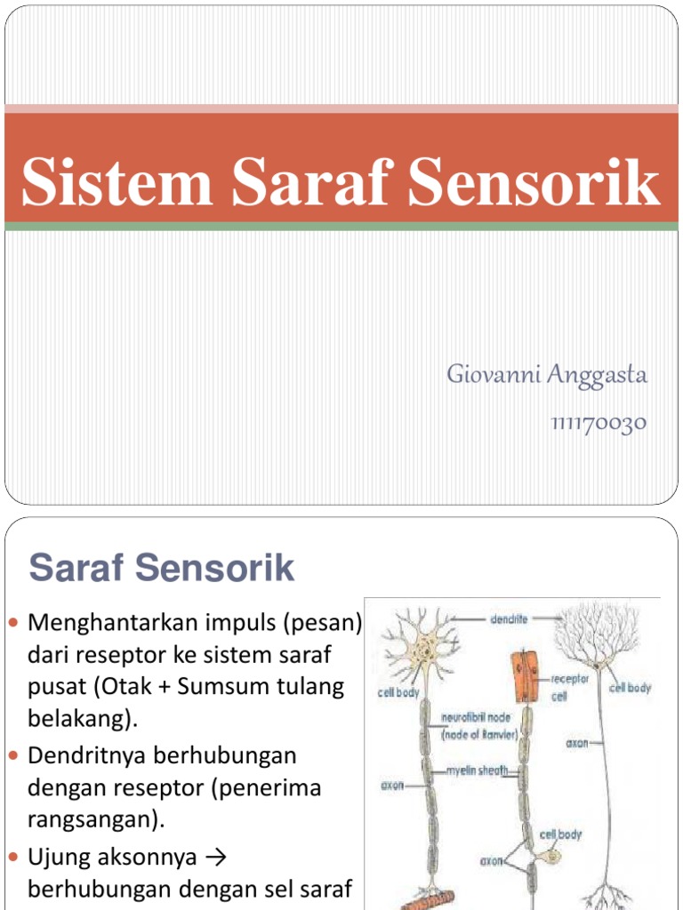 Sistem Saraf Sensorik dan Fungsinya | PDF | Sains & Matematika