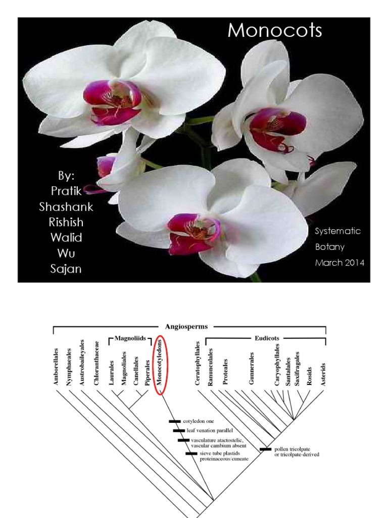 Monocots | PDF | Biological Interactions | Plant Morphology