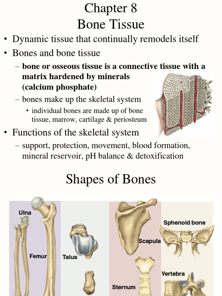 Bone Structure and Function: An In-Depth Look at the Skeletal System ...
