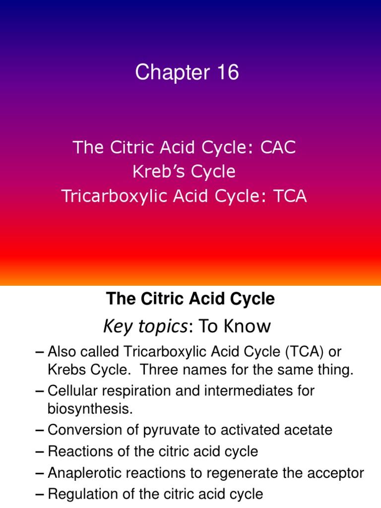 The Citric Acid Cycle | PDF | Citric Acid Cycle | Diet & Nutrition