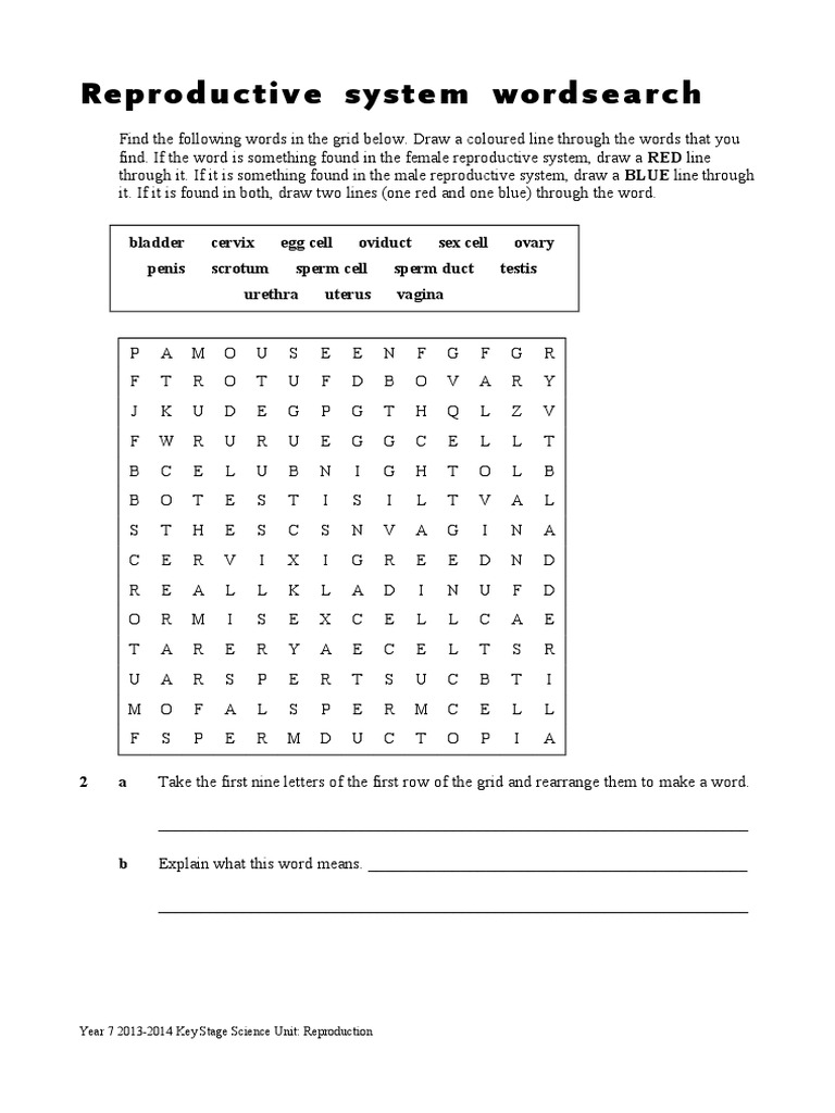 Reproductive System Word Search | PDF