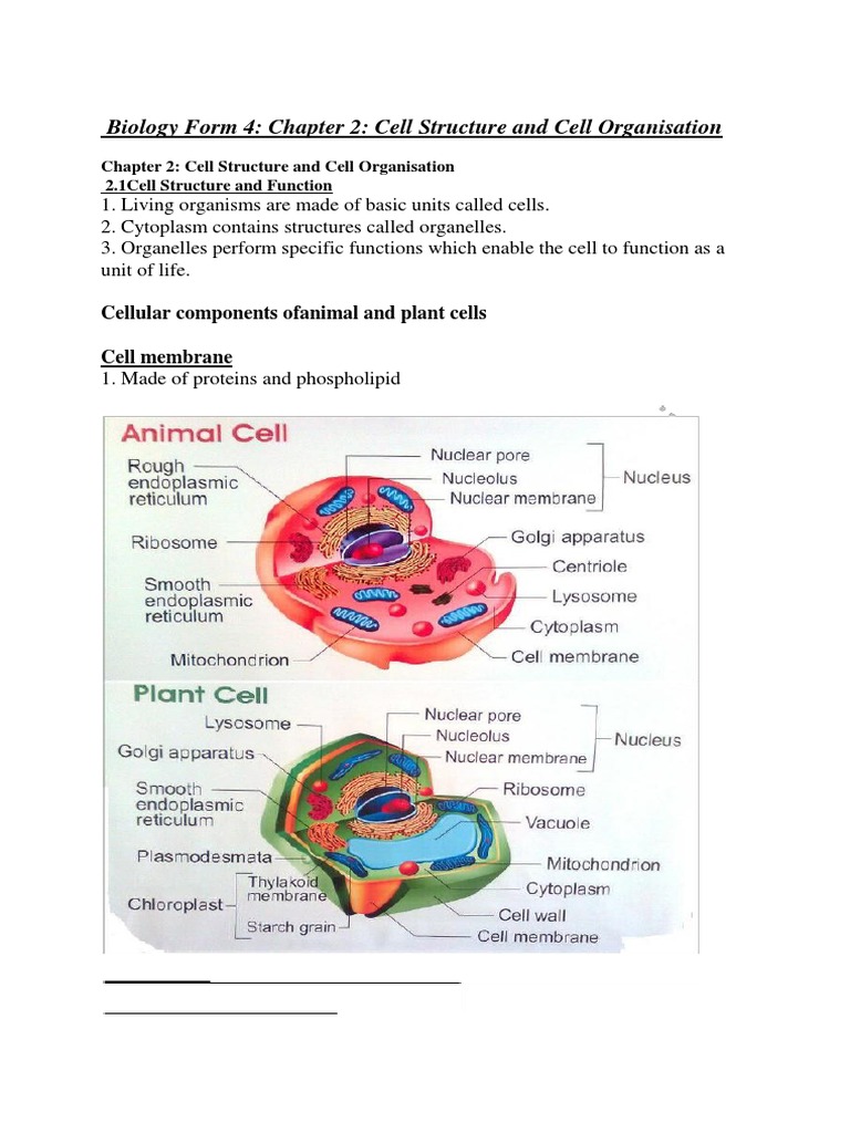 Biology Form 4: Chapter 2: Cell Structure and Cell Organisation | PDF ...