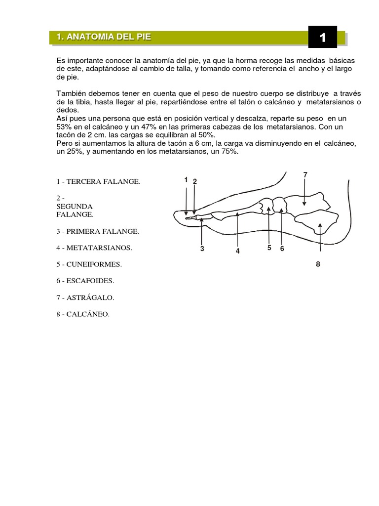 Anatomia de La Horma | PDF | Pie