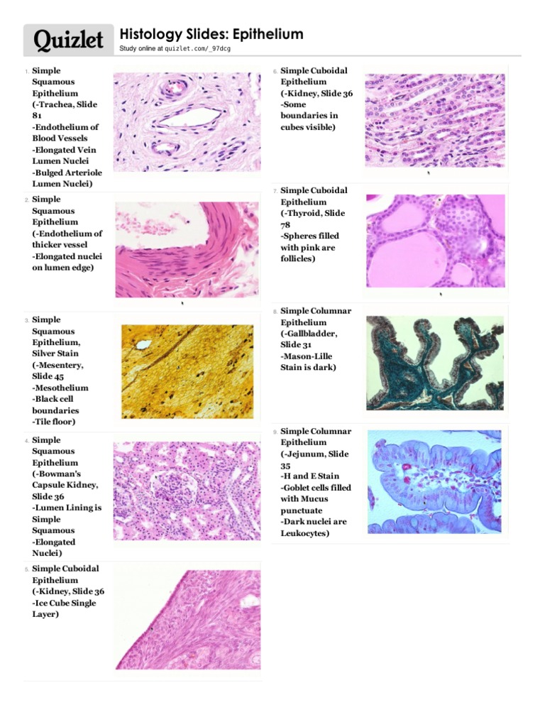 Epithelial Tissue Slides