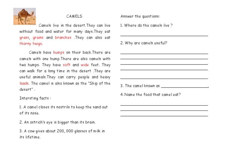 Desert Camels: Adaptations and Facts | PDF