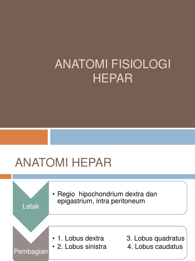 Anatomi Fisiologi Hepar | PDF