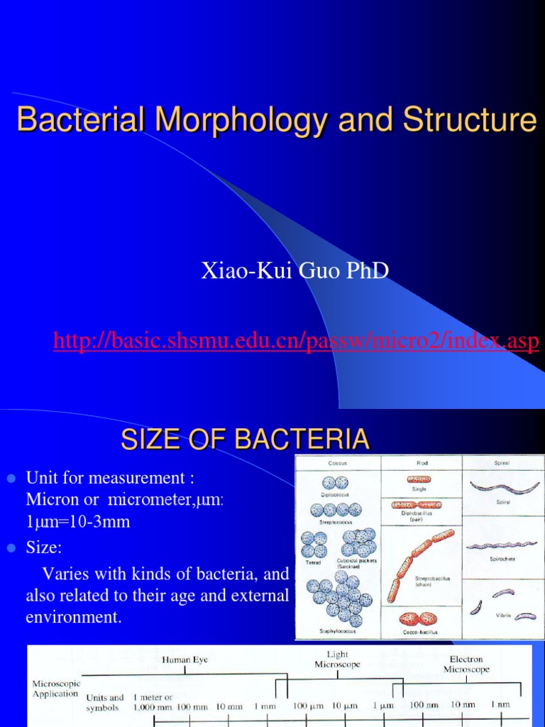 Bacterial Morphology and Structure: Xiao-Kui Guo PHD | PDF | Bacteria ...