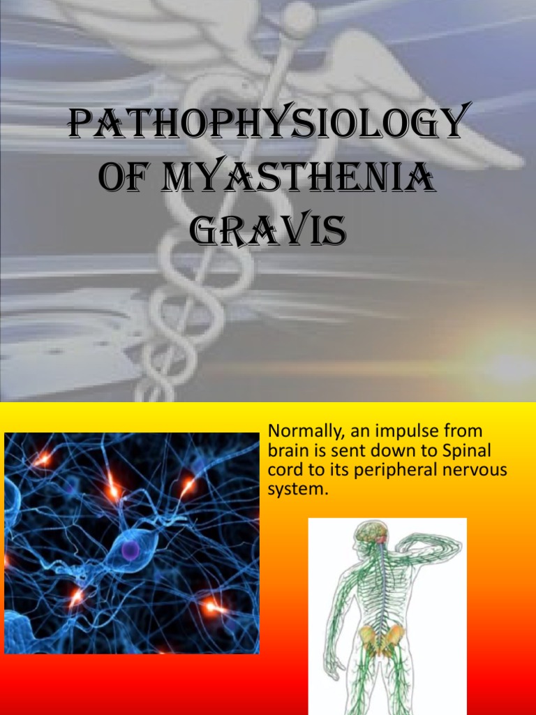 Myasthenia Gravis Pathophysiology | PDF | Neuromuscular Junction ...